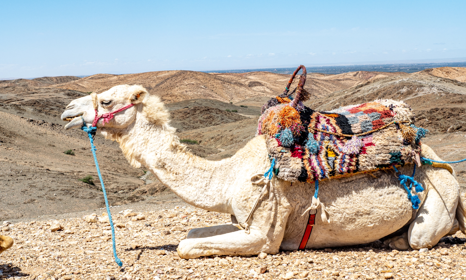 Cena y Paseo en Camello por el Desierto de Agafay | Buendía